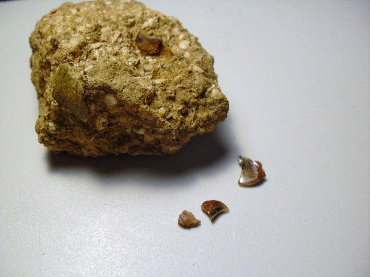 Eotrigonodon sp... - Le blog de floours 59