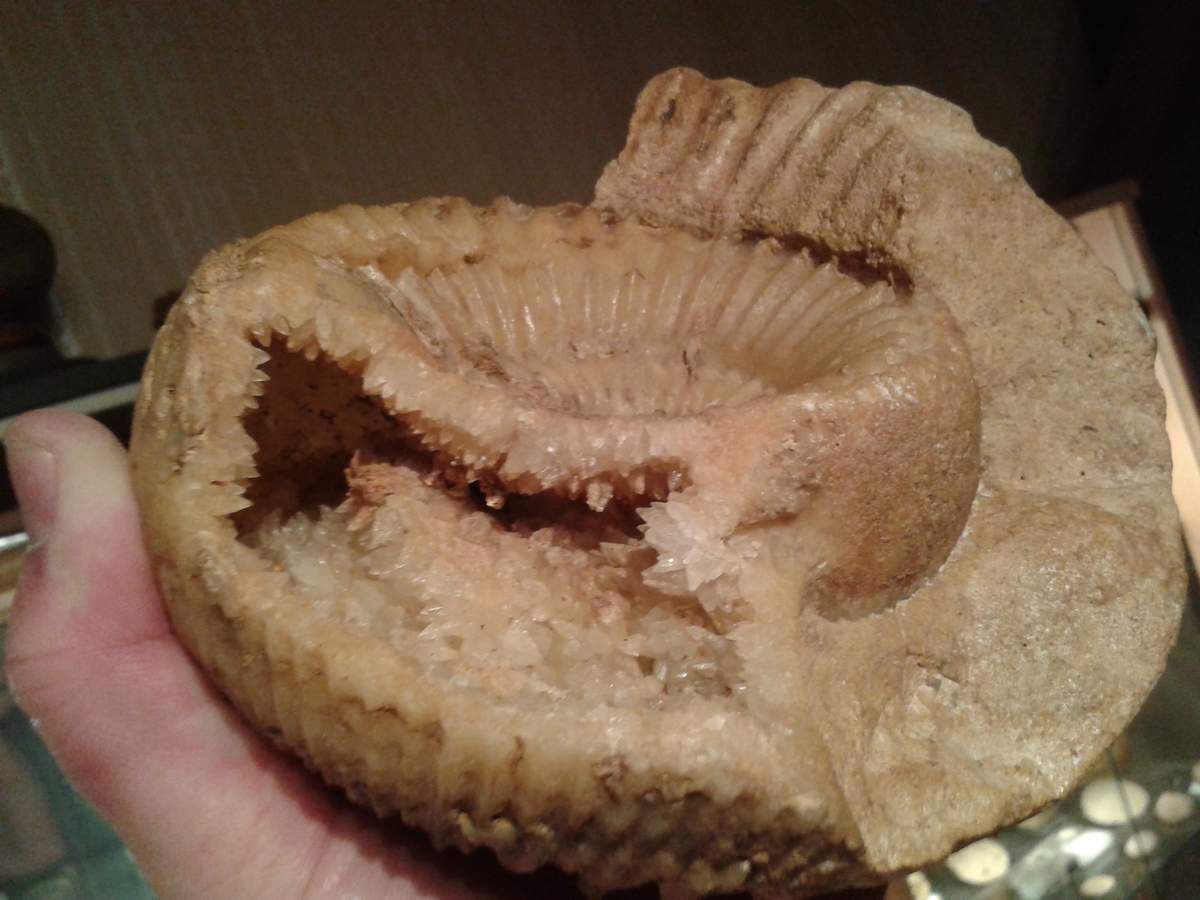 Teloceras blagdeni... - Le blog de floours 59