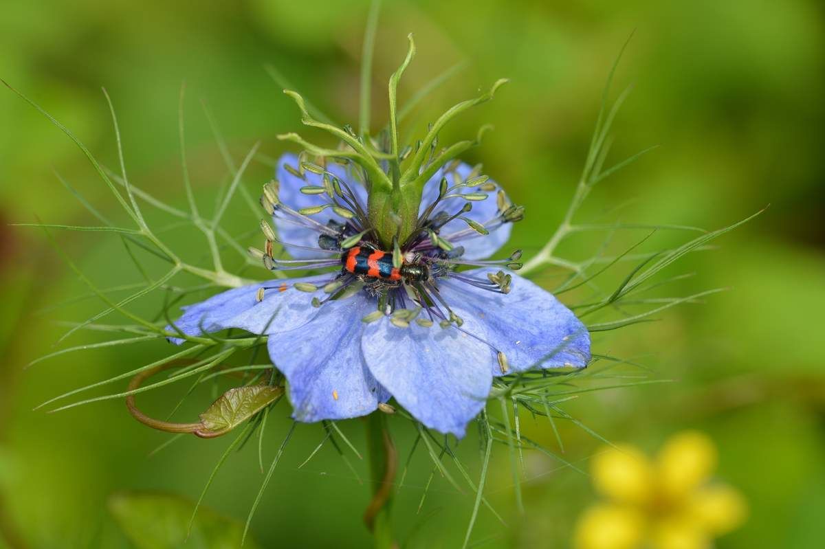 Le clairon des abeilles ... - le jardinoblog