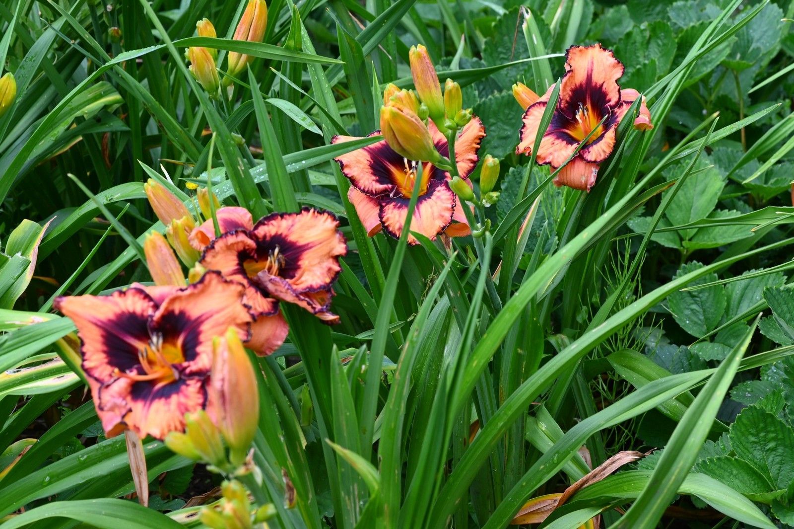 Hémérocalle Gavin Petit ( Petit 2004 ) ... - le jardinoblog