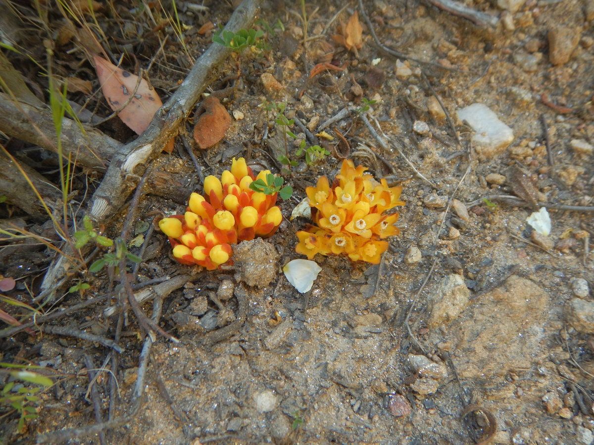 Cytinelles - île du levant - domaine naturiste d'héliopolis, cité du soleil