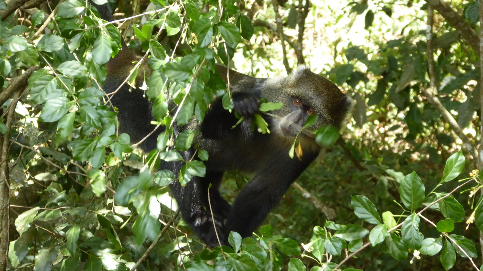 En safari avec Liza - Liza parcourt régulièrement le monde ...
