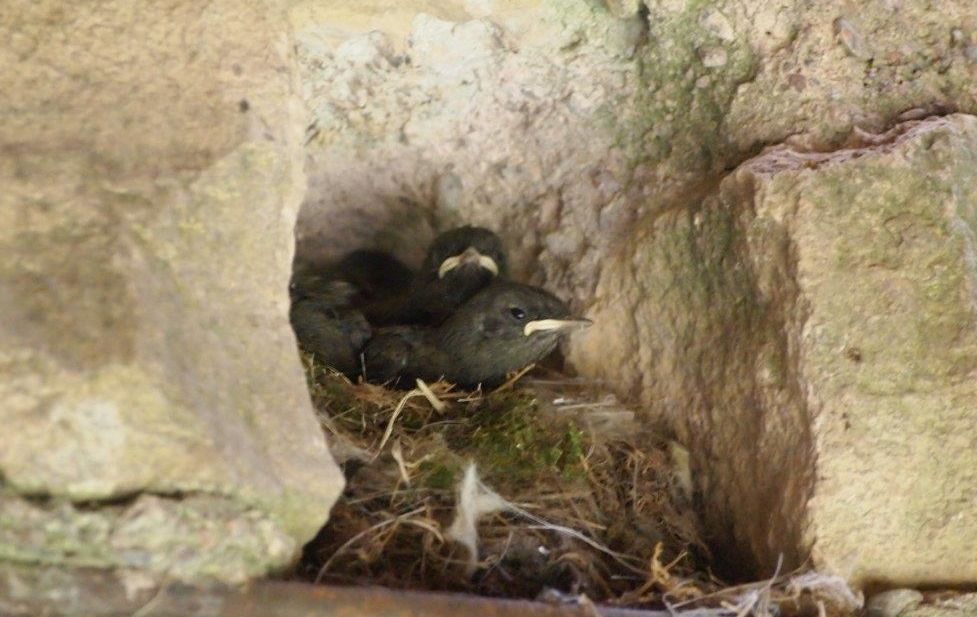Bébés rouge queue au nid - Les saints de SULLIUS l'expressionniste
