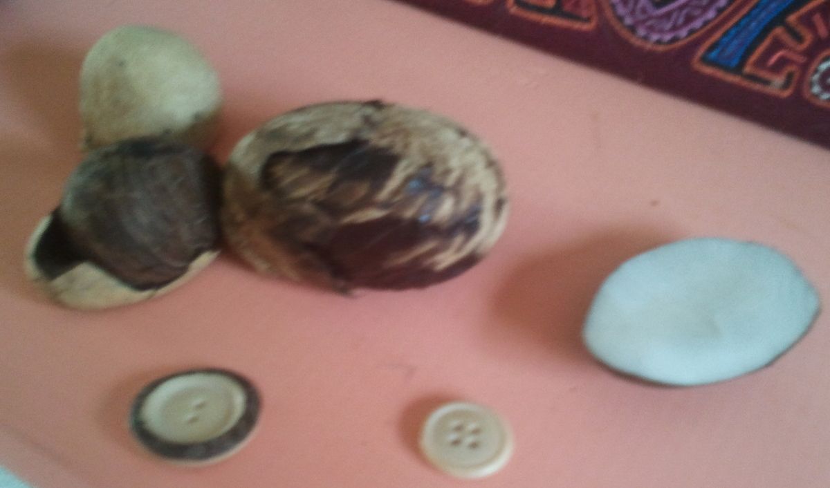 Tagua du Panama, l'ivoire végétale! - Le blog des NATURALIENS