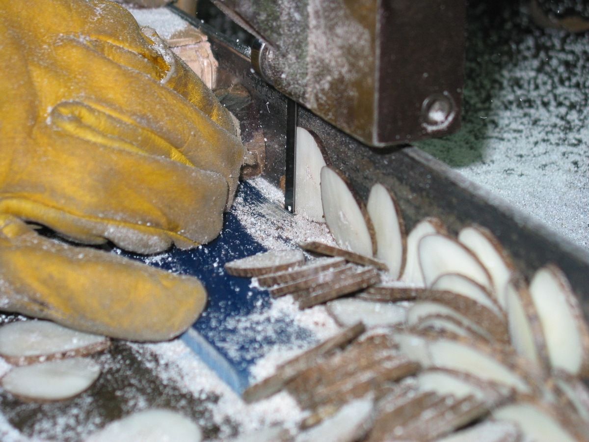 Tagua du Panama, l'ivoire végétale! - Le blog des NATURALIENS