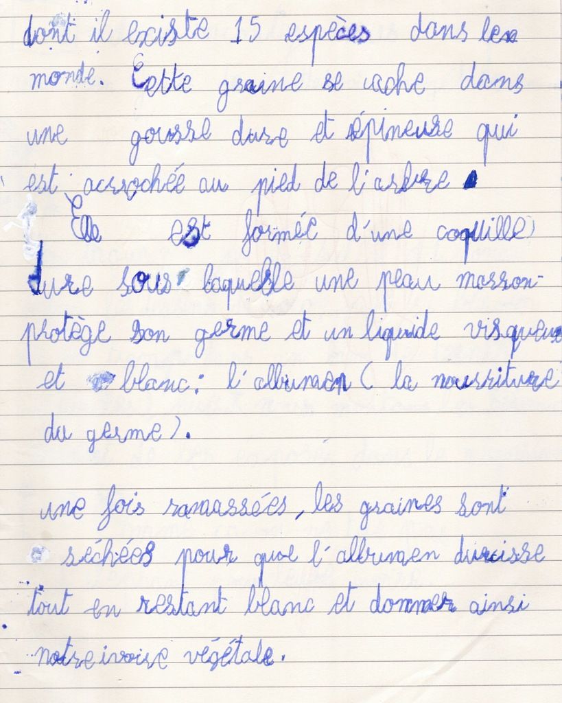 Tagua du Panama, l'ivoire végétale! - Le blog des NATURALIENS