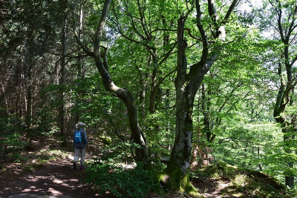 Petite balade au Brotsch - randoalsacevosges