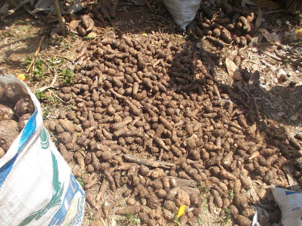 De décembre à mars, saison du macabo - Notre aventure agricole au Cameroun