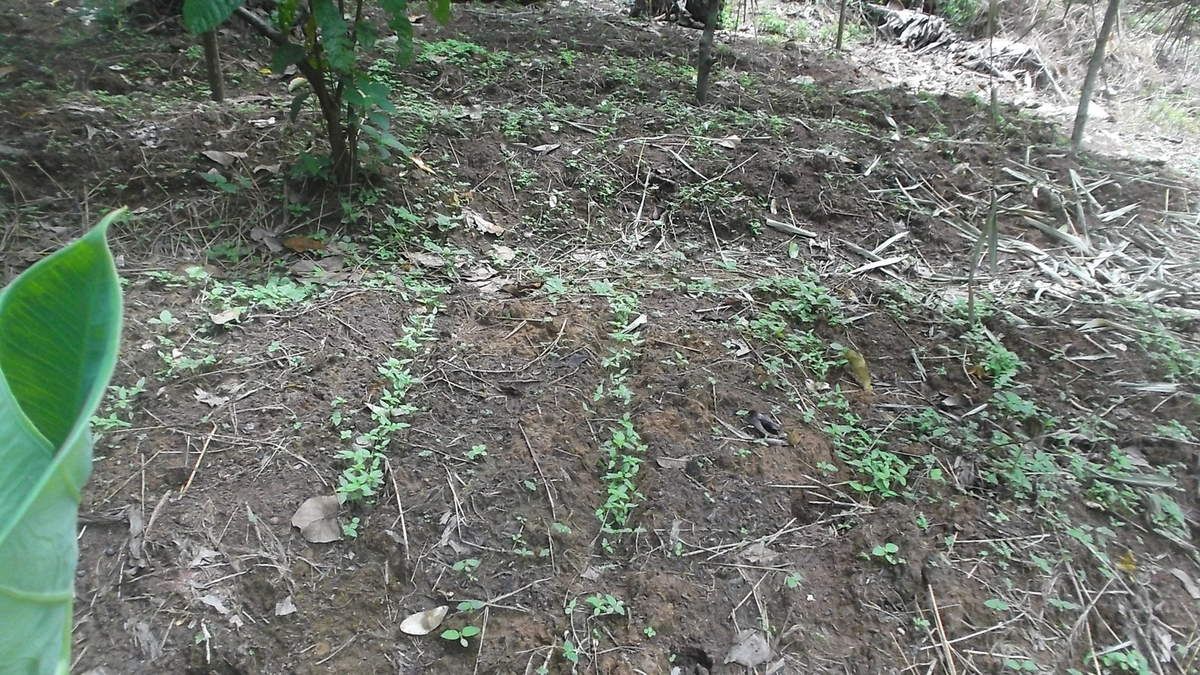 Pépinière de piments - Phase 2 - Notre aventure agricole au Cameroun