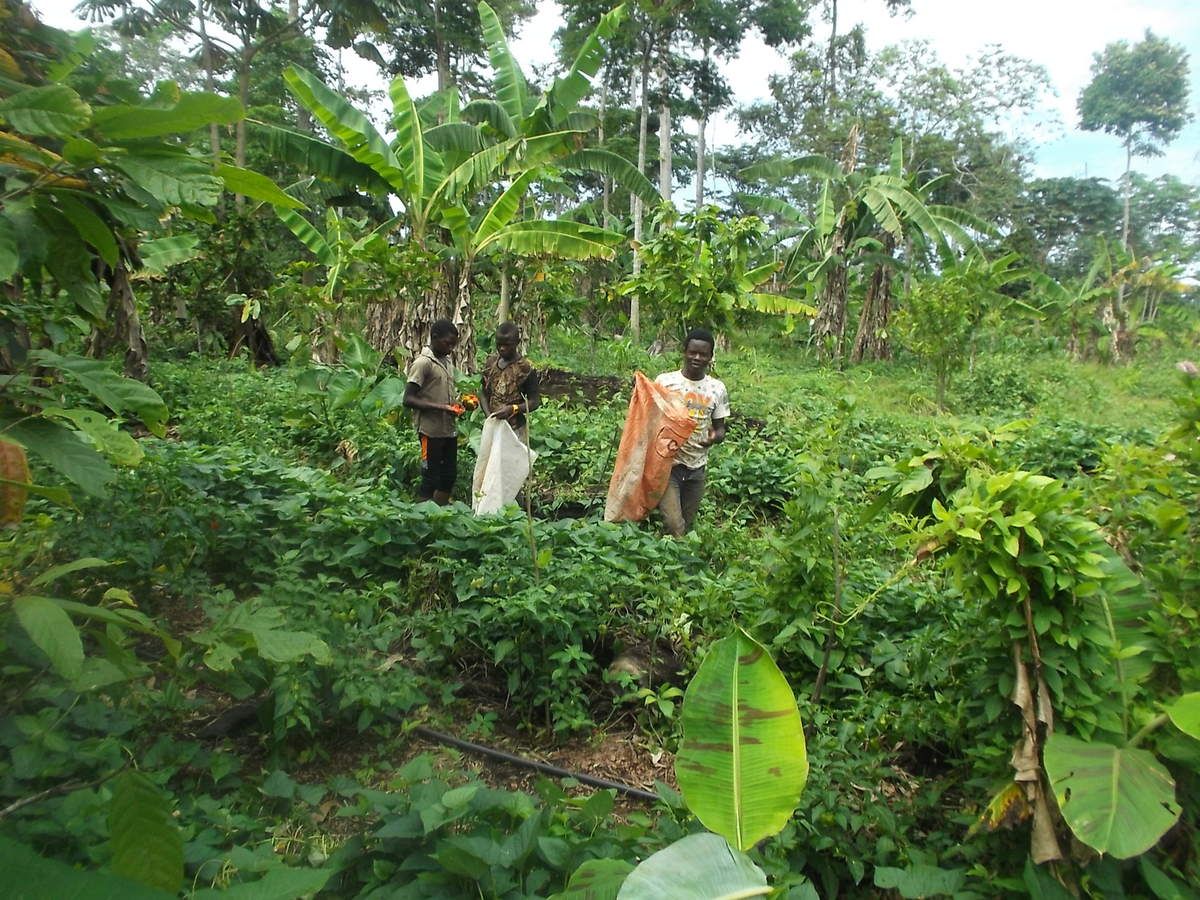 Pépinière de piments - Vente et Conclusion - Notre aventure agricole au ...