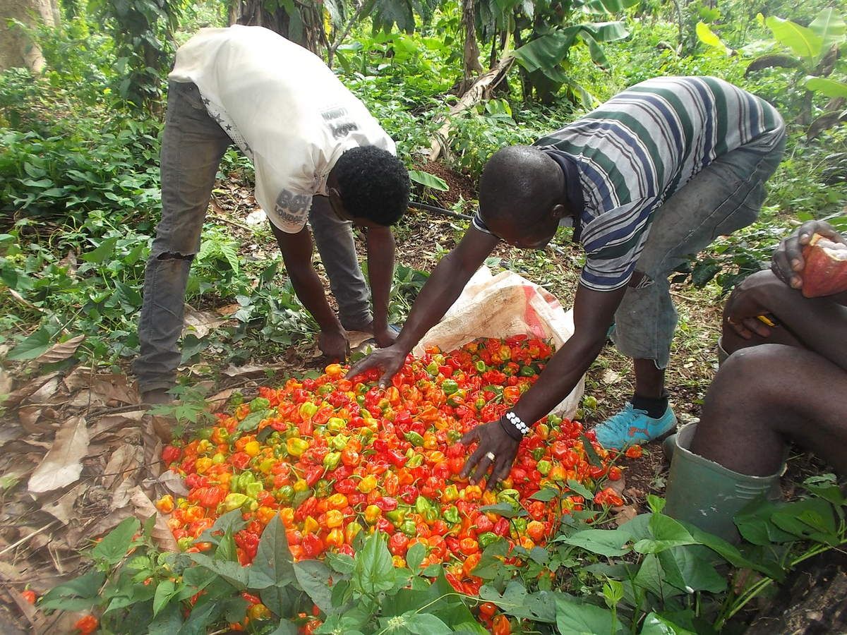 Pépinière de piments - Vente et Conclusion - Notre aventure agricole au ...