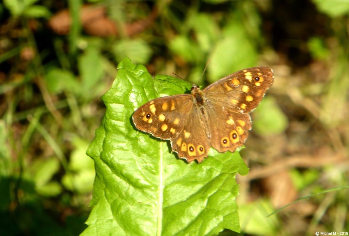 Quelques insectes du jardin - La vie à Montbonnot-Saint-Martin