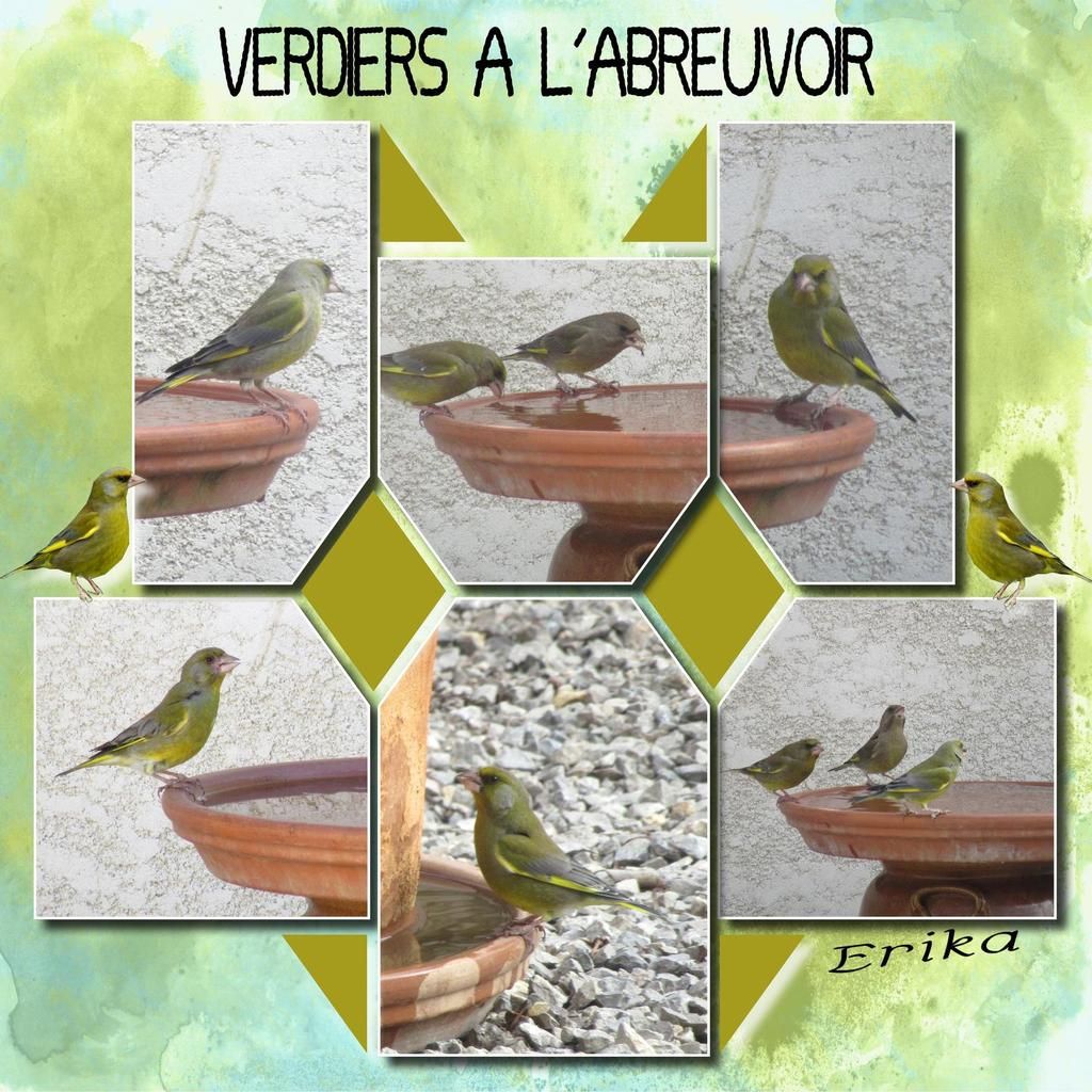 Les verdiers d'Europe... - L'univers d'Erika