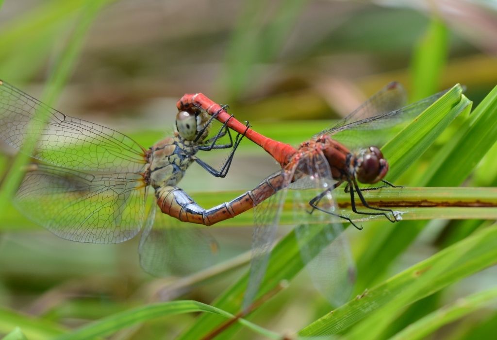 Sympétrum rouge sang - ANAB Association Nature Alsace Bossue