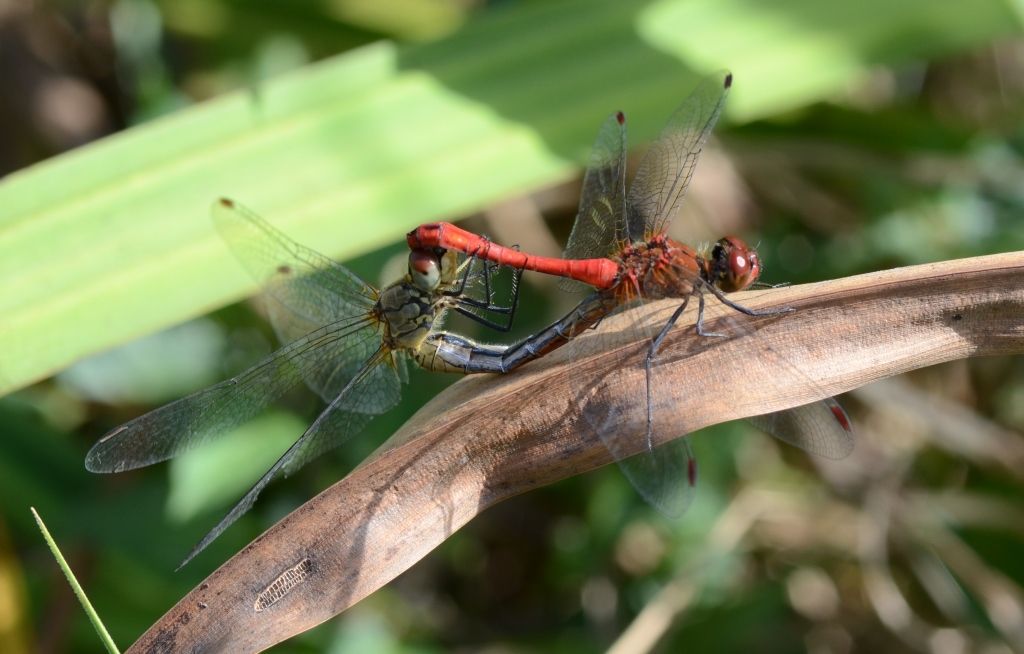 Sympétrum rouge sang - ANAB Association Nature Alsace Bossue