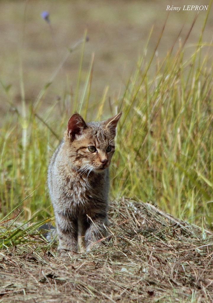 Un chasseur enfin condamné pour avoir tiré sur un Chat forestier dans ...