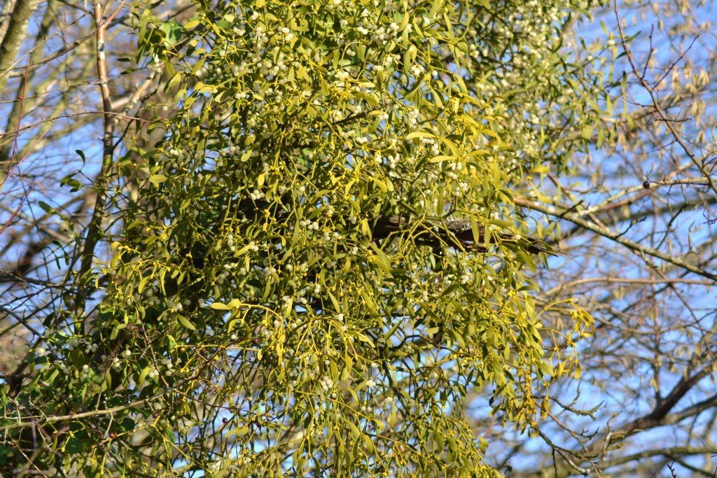 Le Gui, une plante parasite au cycle de vie original - ANAB Association ...