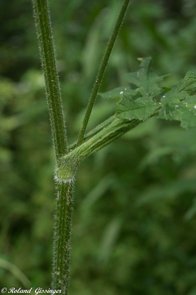 Berce des prés, Patte d’ours, Herbe du diable, Berce commune - ANAB ...