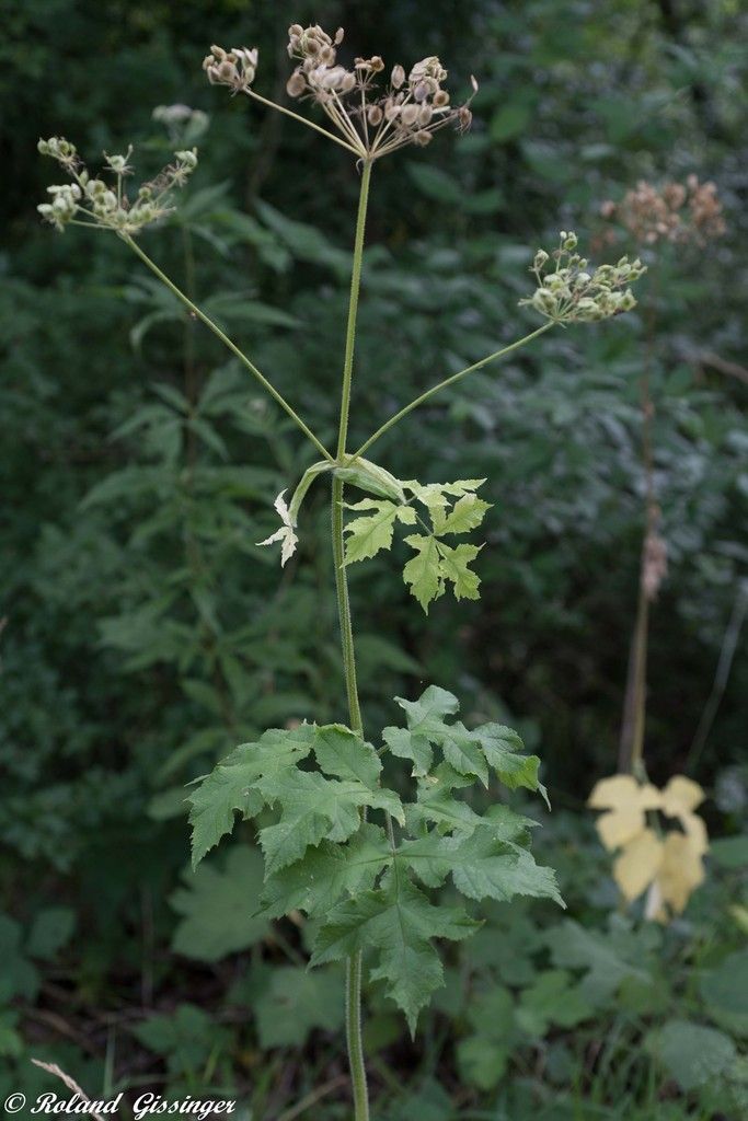 Berce des prés, Patte d’ours, Herbe du diable, Berce commune - ANAB ...