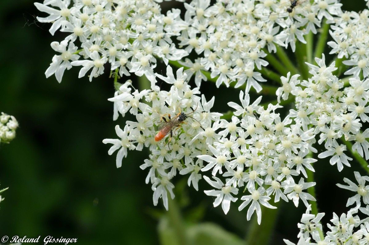 Berce des prés, Patte d’ours, Herbe du diable, Berce commune - ANAB ...