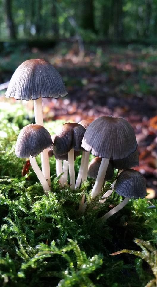 Coprin disséminé, Coprin grégaire - ANAB Association Nature Alsace Bossue