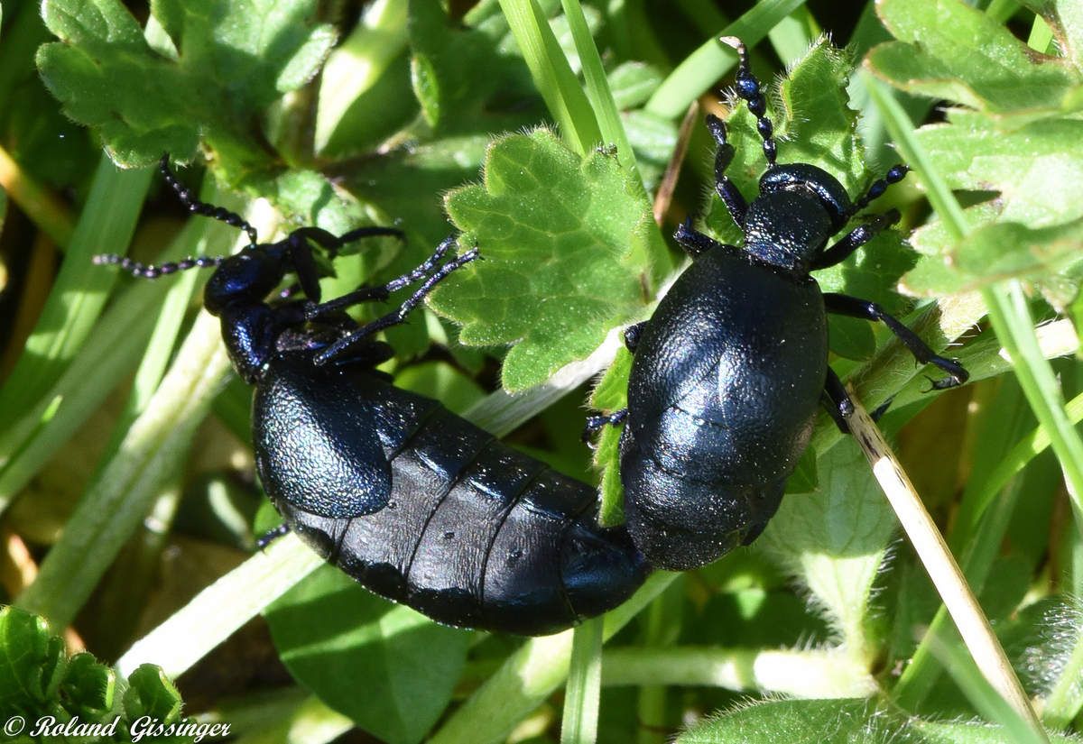 Le Méloé violet (Meloe violaceus) - ANAB Association Nature Alsace Bossue