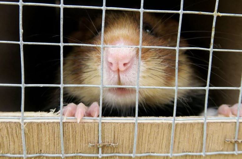 Le grand hamster gagne du terrain ! - ANAB Association Nature Alsace Bossue