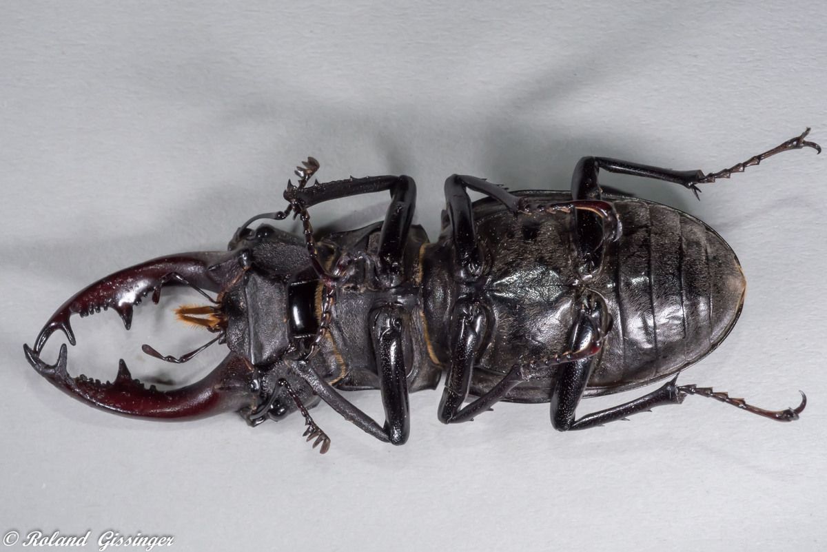 Le Lucane cerf volant (Grande biche pour la femelle) - ANAB Association ...