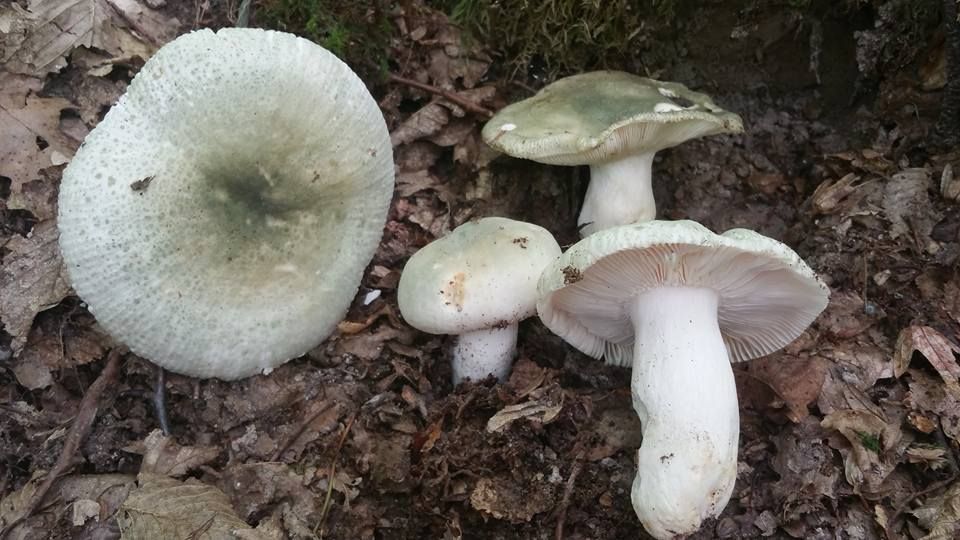 Russule verdoyante, palomet- et conseils d’identification des ...