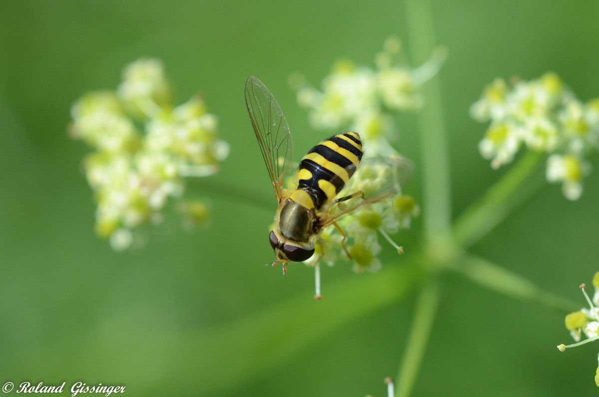 Mais où sont passés les insectes ? - ANAB Association Nature Alsace Bossue