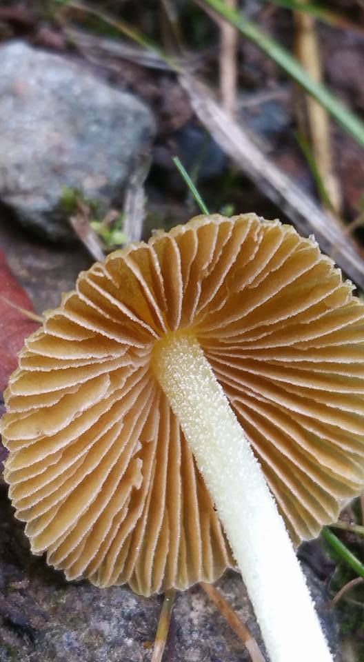 Bolbitie jaune d’oeuf - ANAB Association Nature Alsace Bossue