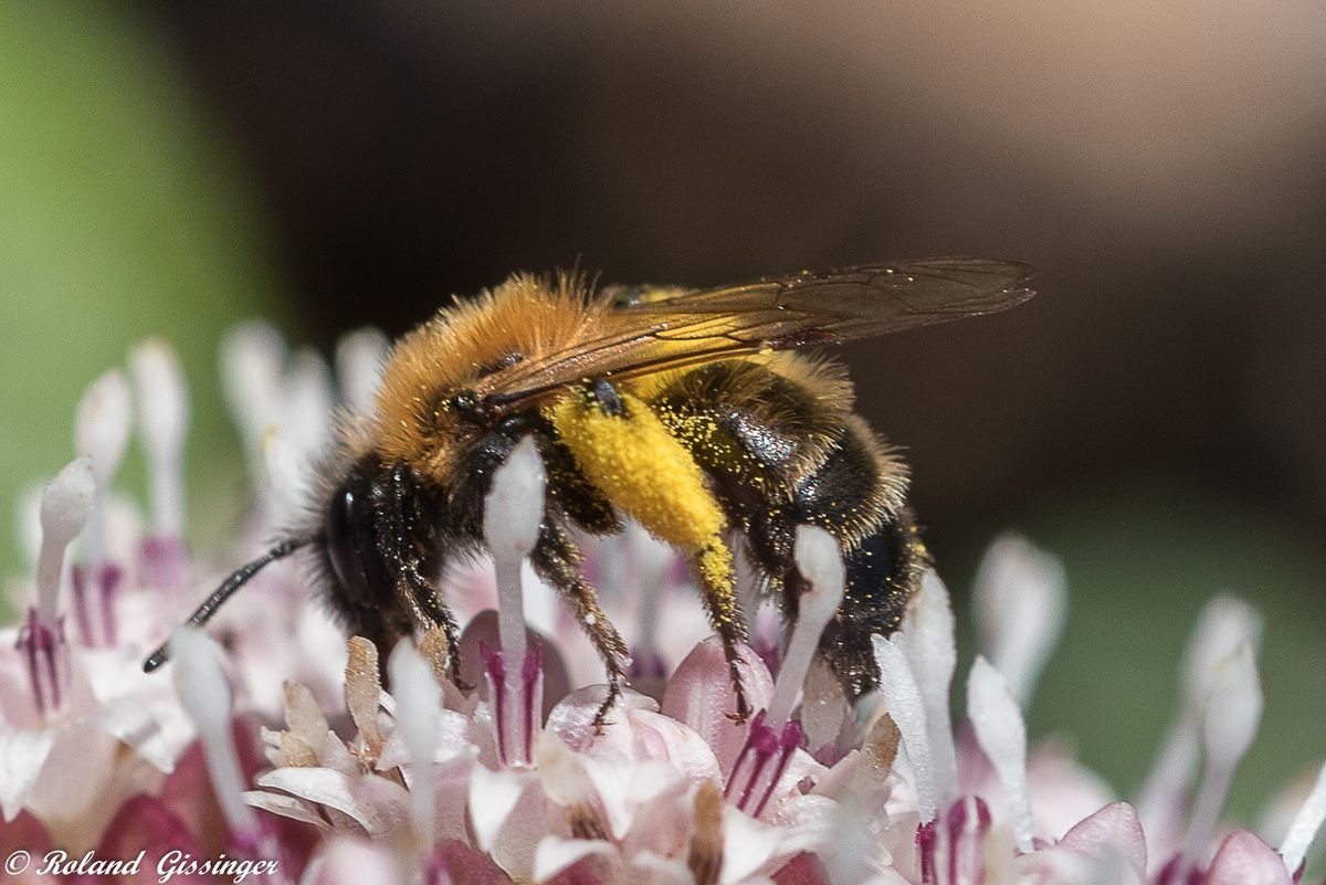 Pollinisation des plantes par les insectes : 2/ les hyménoptères - ANAB ...