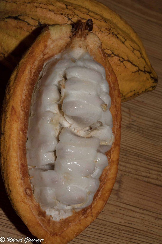 Le cacaoyer - ANAB Association Nature Alsace Bossue