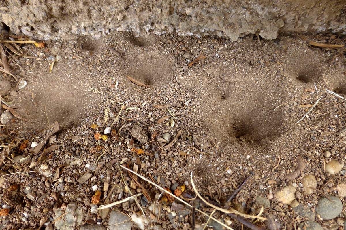 Le Fourmilion ou Fourmi–lion - ANAB Association Nature Alsace Bossue