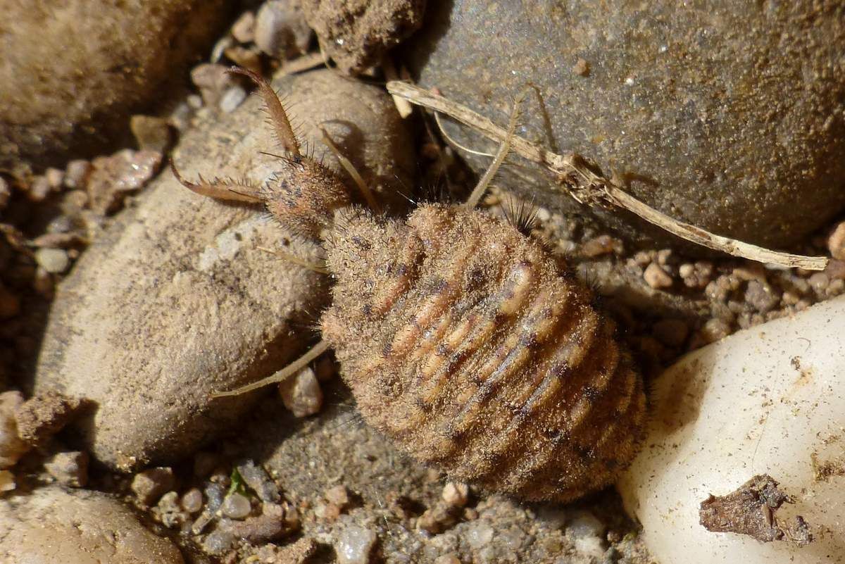 Le Fourmilion ou Fourmi–lion - ANAB Association Nature Alsace Bossue