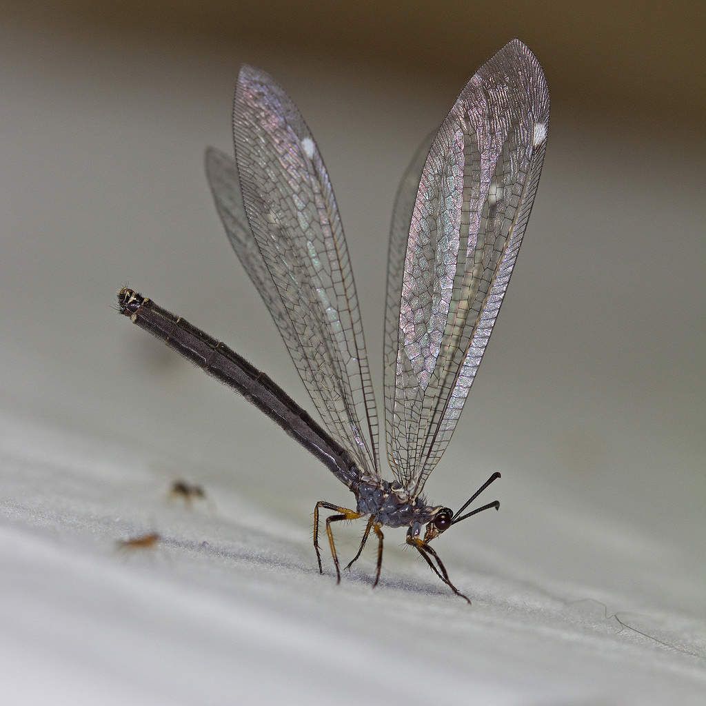 Le Fourmilion ou Fourmi–lion - ANAB Association Nature Alsace Bossue