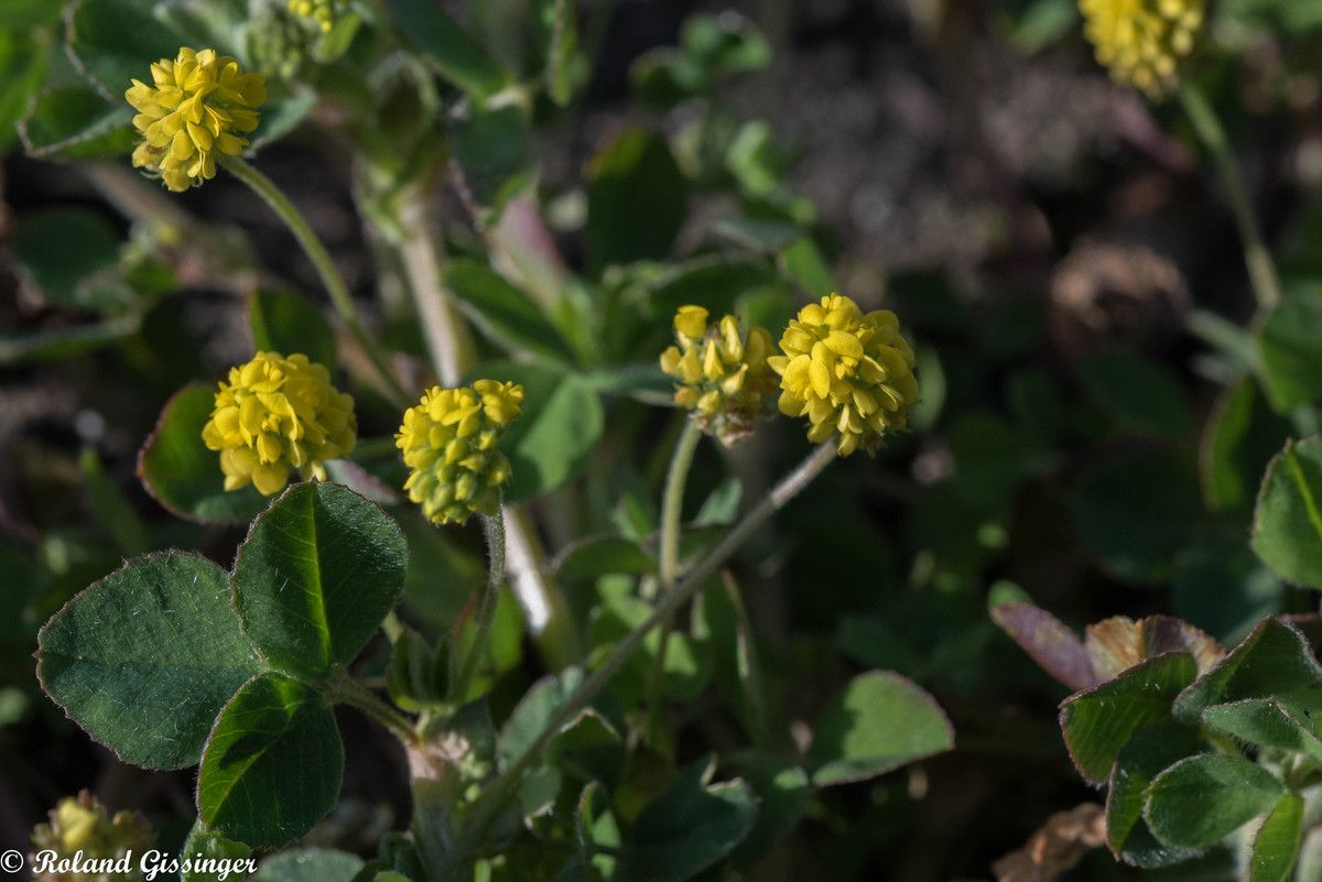 La Luzerne lupuline ou Minette ou Luzerne houblon- Medicago lupulina ...