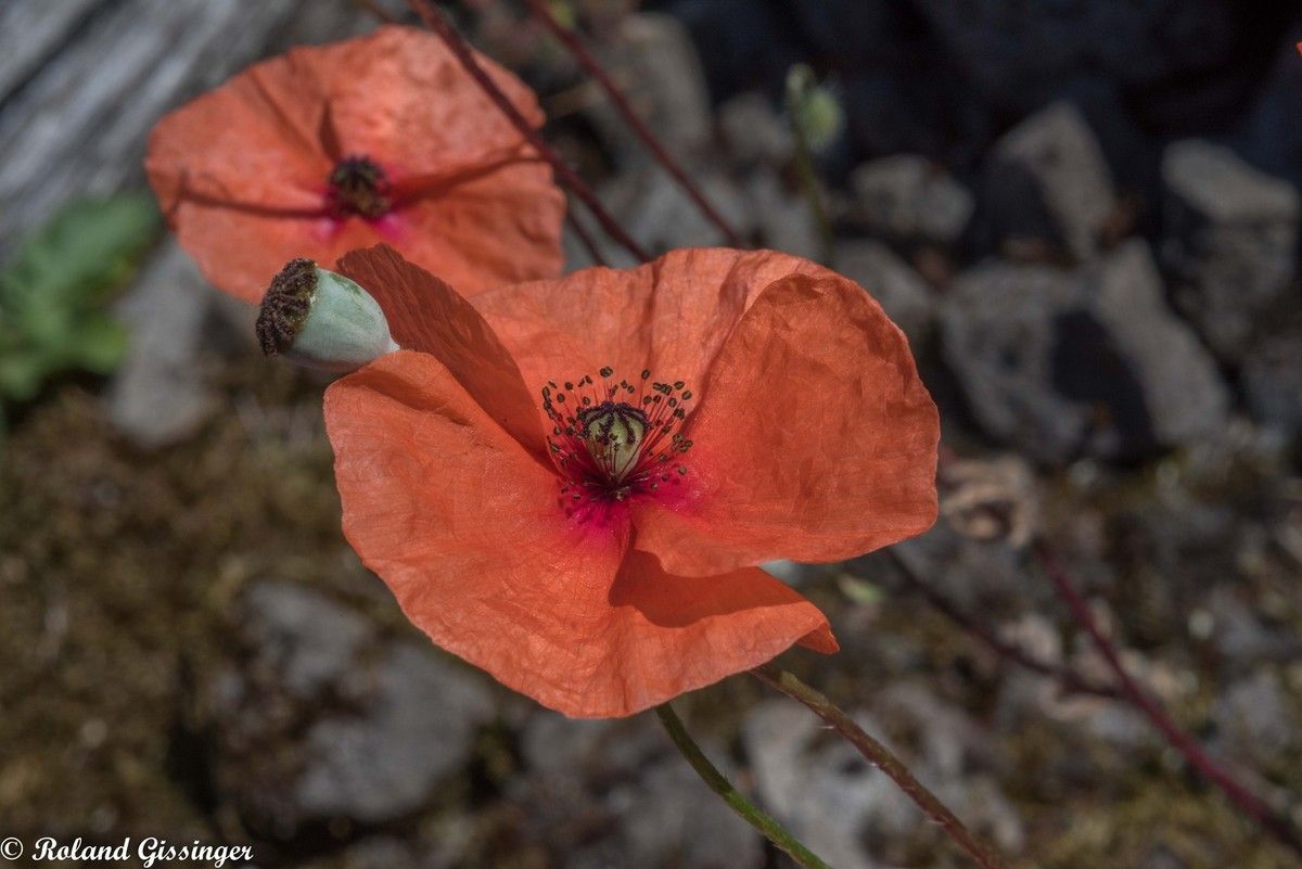 Le Pavot douteux, Petit coquelicot - ANAB Association Nature Alsace Bossue