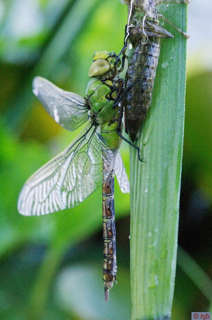 Les Libellules: leur cycle de vie terrestre Episode 2 sur 4 - ANAB ...