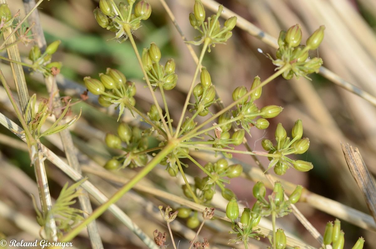 Grande ciguë, Ciguë tachée (Conium maculatum ) - ANAB Association ...