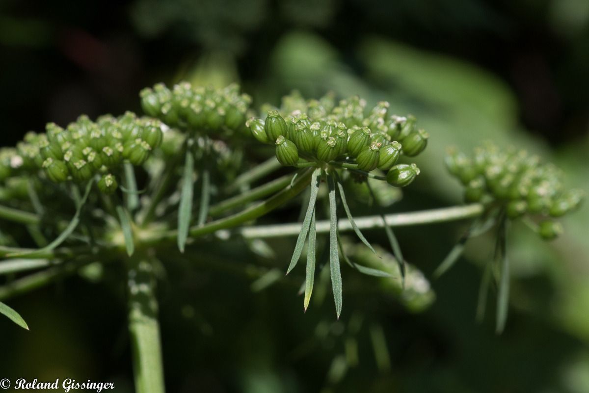 Grande ciguë, Ciguë tachée (Conium maculatum ) - ANAB Association ...