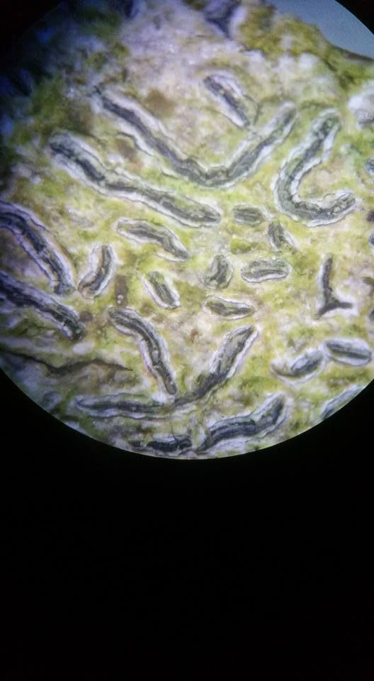 Lichens et champignons en interaction épisode 7bis : voyager (et Graphis scripta) - ANAB ...