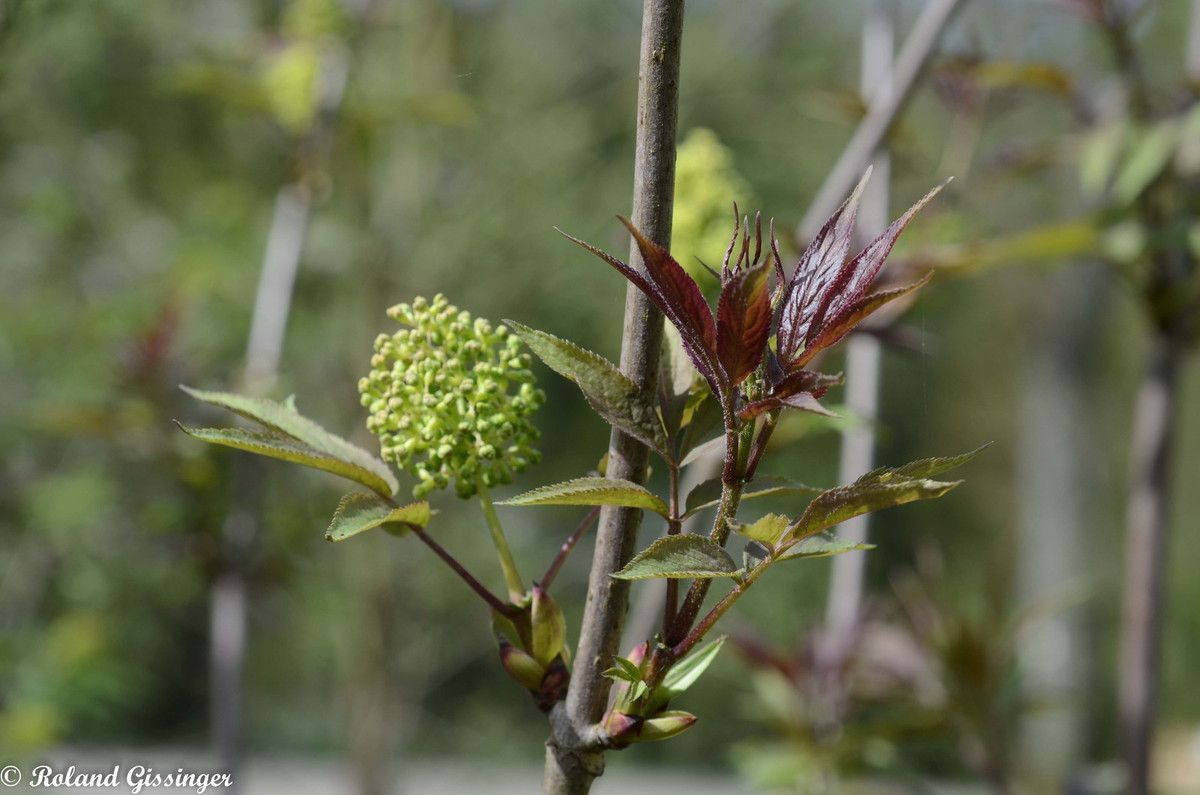 Sureau à grappes, Sureau de montagne, sureau rouge. L'arbre du mois ...
