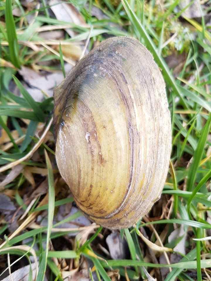 Anodonte des rivières - ANAB Association Nature Alsace Bossue