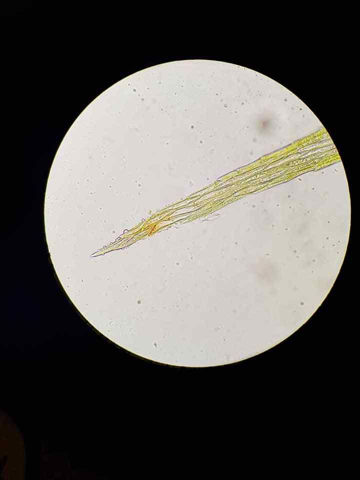 Hypne squarreux et qu'est-ce qu'une mousse? - ANAB Association Nature ...