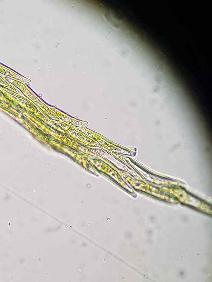 Hypne squarreux et qu'est-ce qu'une mousse? - ANAB Association Nature ...