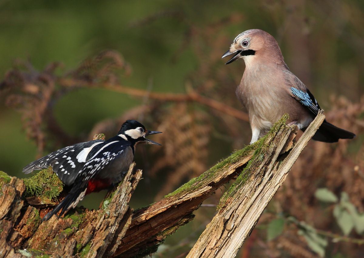 Le Geai des chênes (Garrulus glandarius ) - ANAB Association Nature ...