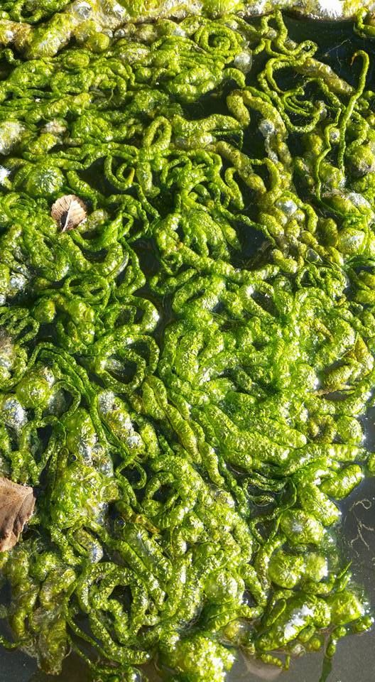 Ulve intestinale : qu’est qu’une algue ?? - ANAB Association Nature ...