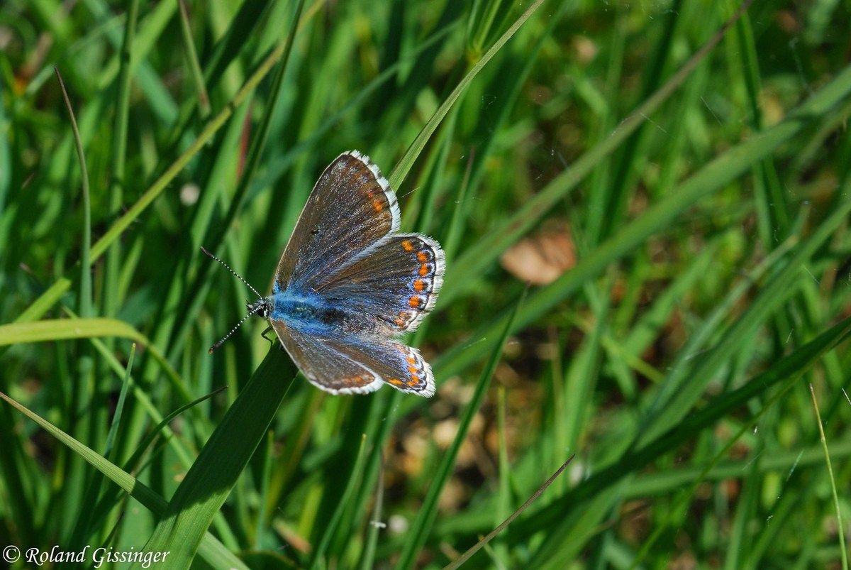 Azuré bleu-céleste (L'), Bel-Argus (Le), Argus bleu céleste (L ...