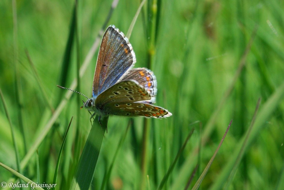 Azuré bleu-céleste (L'), Bel-Argus (Le), Argus bleu céleste (L ...